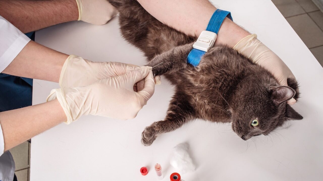 Visalia, CA 93292 Veterinary Services | Lone Oak Veterinary Clinic